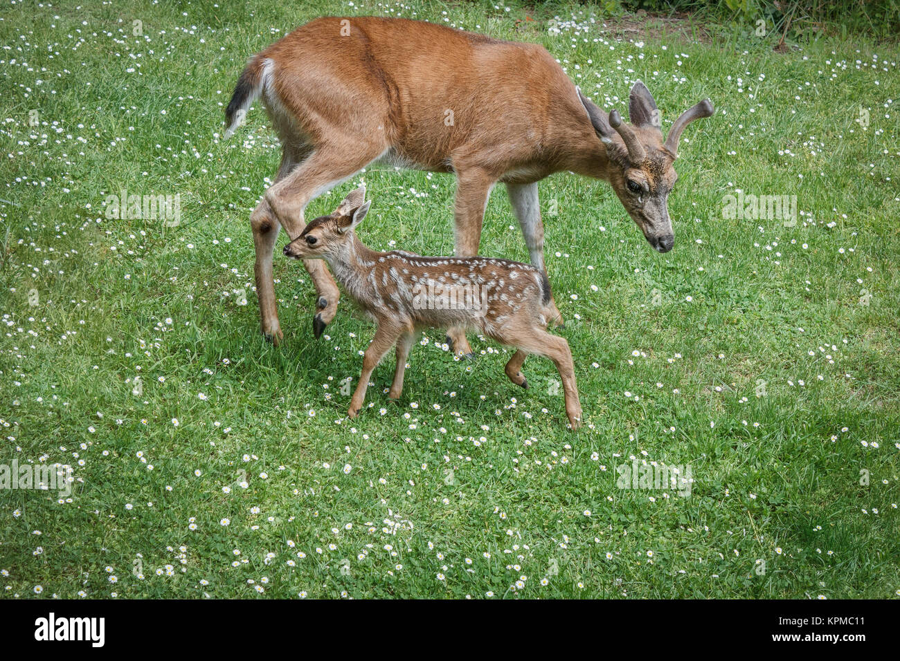 On a daisy-strewn lawn in springtime, a buck is attentively minding a ...
