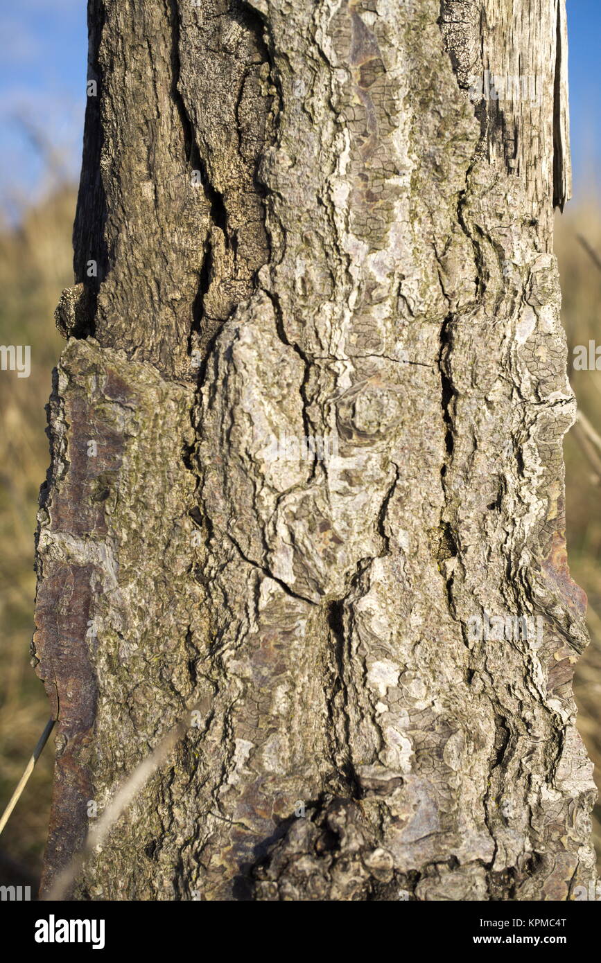 Bark fencing hi-res stock photography and images - Alamy
