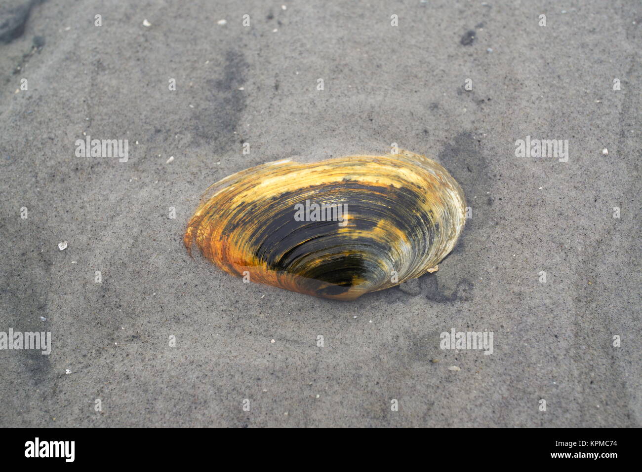 shell in silt Stock Photo - Alamy