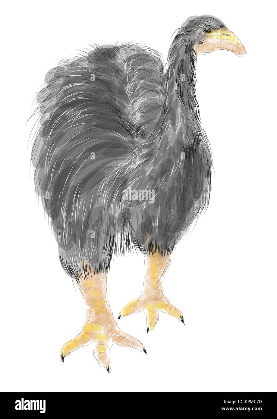 Moa Bird High Resolution Stock Photography and Images - Alamy