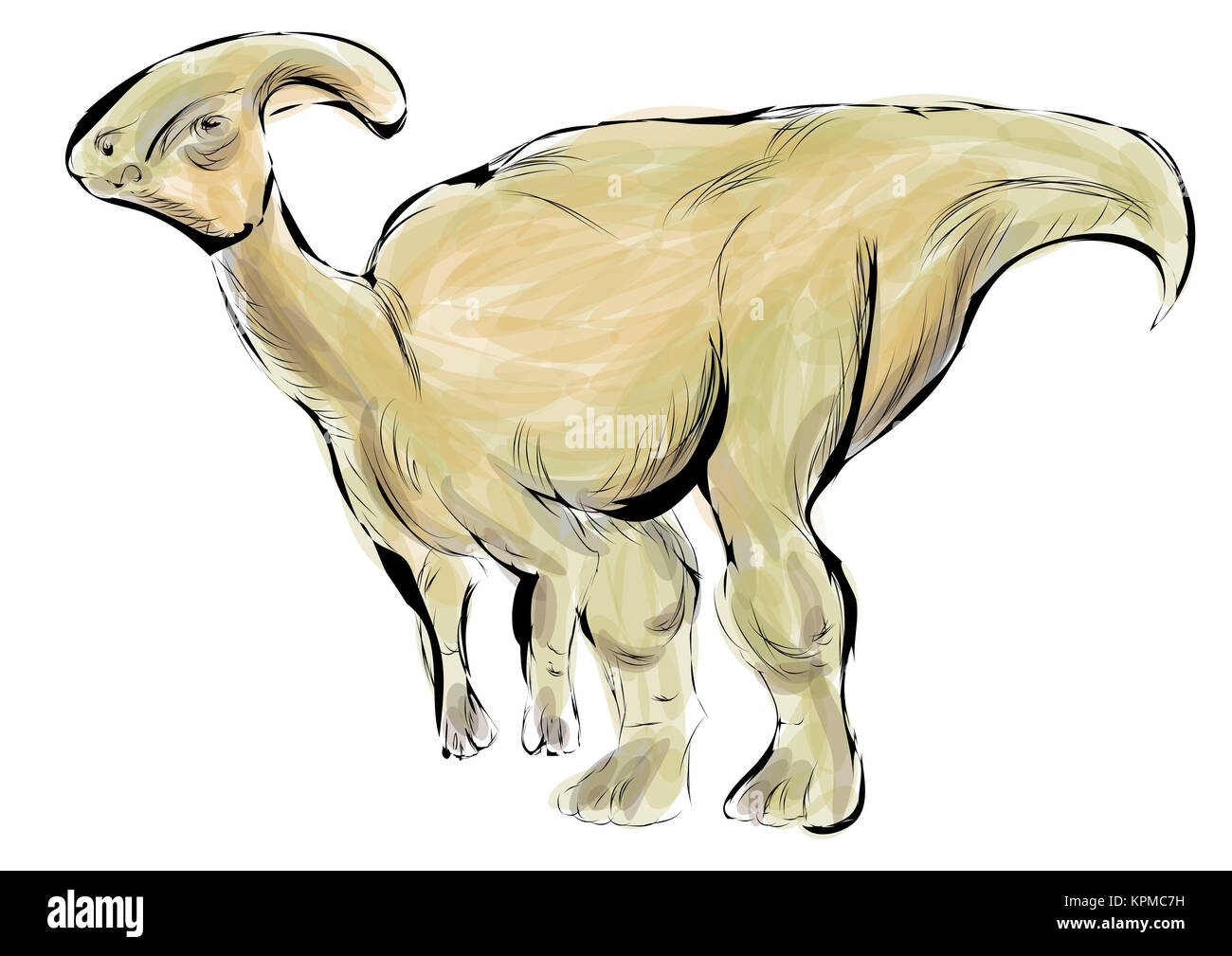 parasaurolophus isolated on white Stock Photo - Alamy