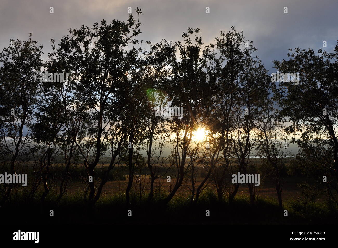 row of trees,evening Stock Photo - Alamy