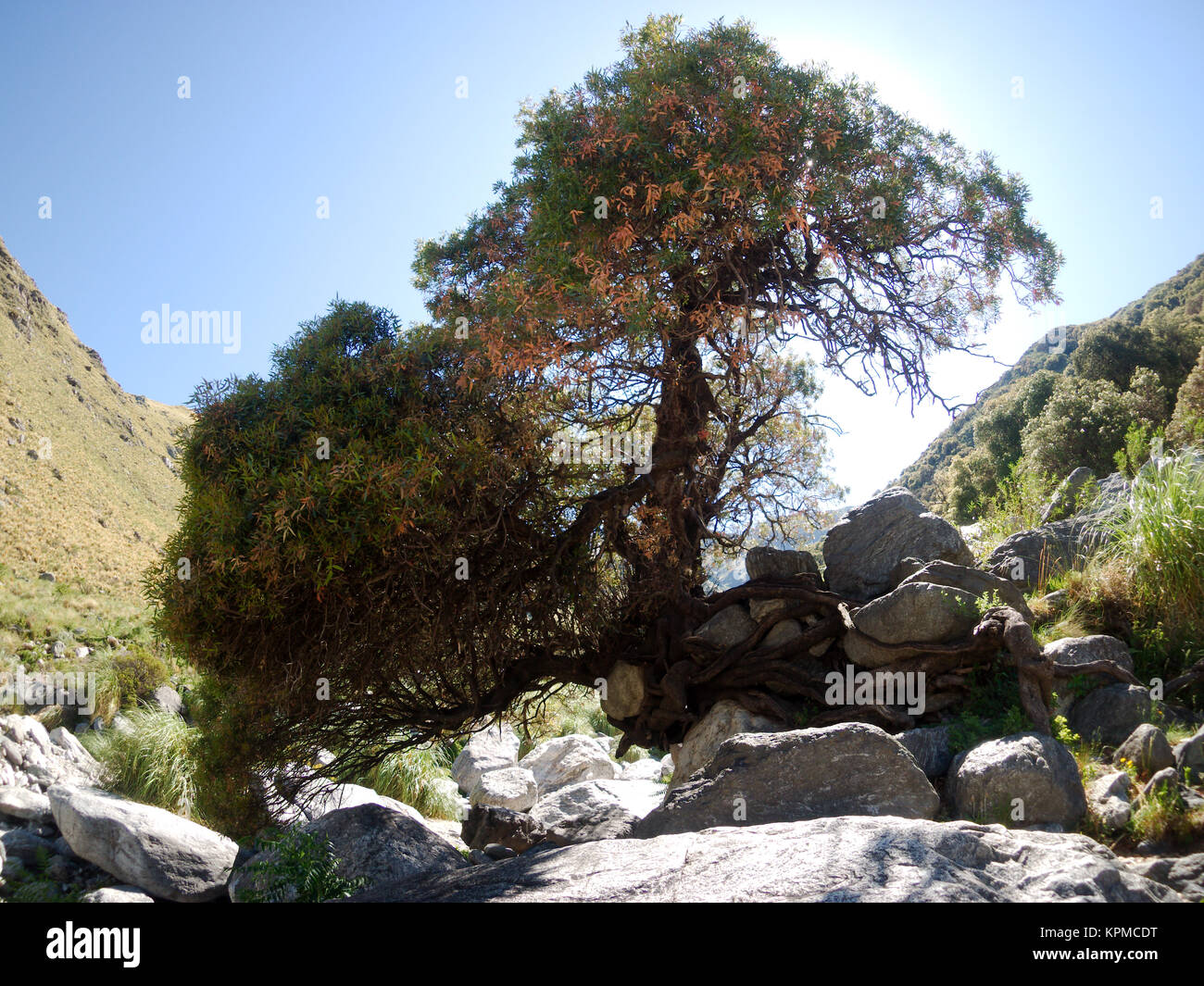 Tree growing on rocks. Merlo San Luis, Argentina Stock Photo - Alamy