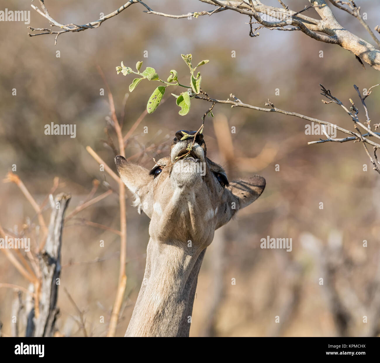 A female Kudu antelope eating leaves from a tree Stock Photo - Alamy