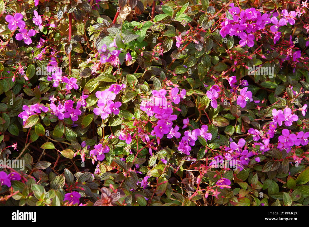 Centron hi-res stock photography and images - Alamy