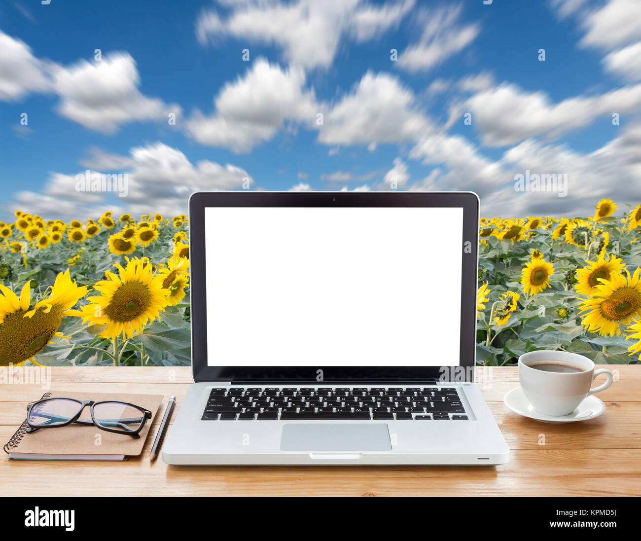 laptop computer and coffee on sunflower field background Stock Photo ...