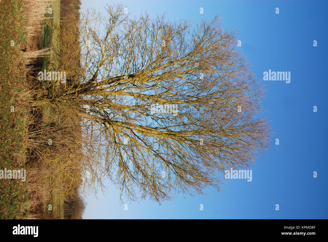 Maple Tree Without Leaves High Resolution Stock Photography and Images ...