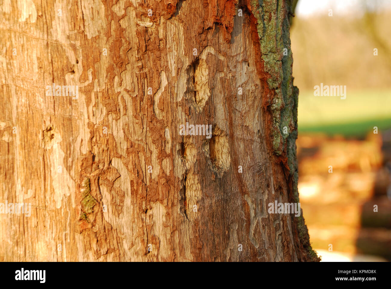 bark beetle under the bark Stock Photo - Alamy