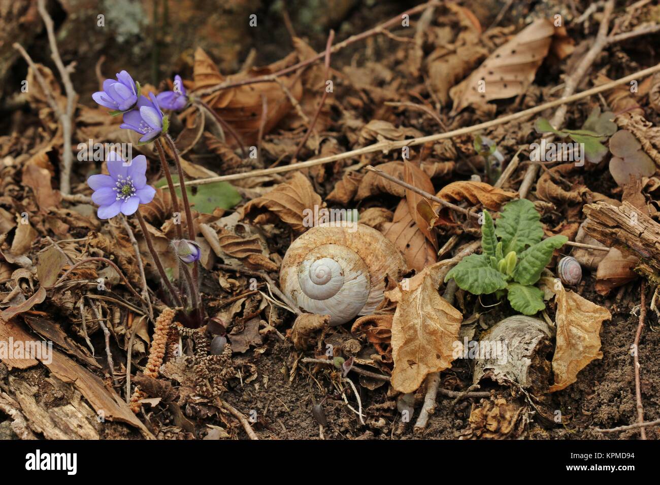 hepatica (hepatica nobilis) with snail Stock Photo - Alamy