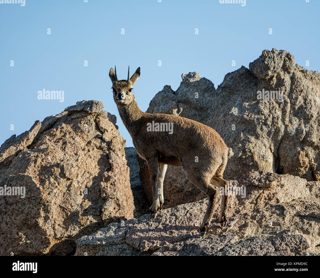 A Klipspringer standing on rocks in Namibia Stock Photo - Alamy