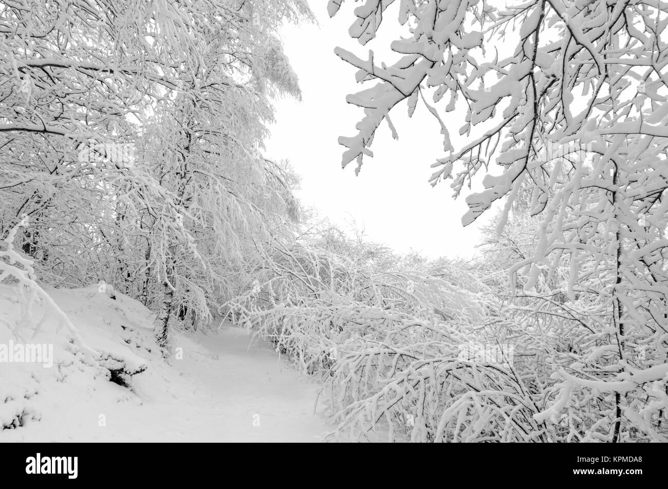 Ice after storm Black and White Stock Photos & Images - Alamy