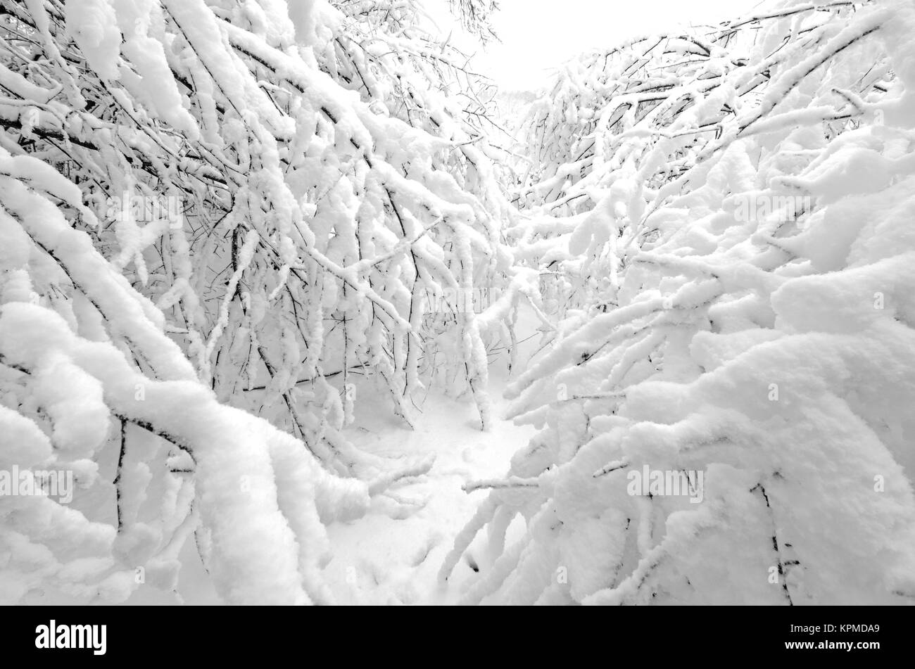 Winter with snow on trees after storm Stock Photo - Alamy