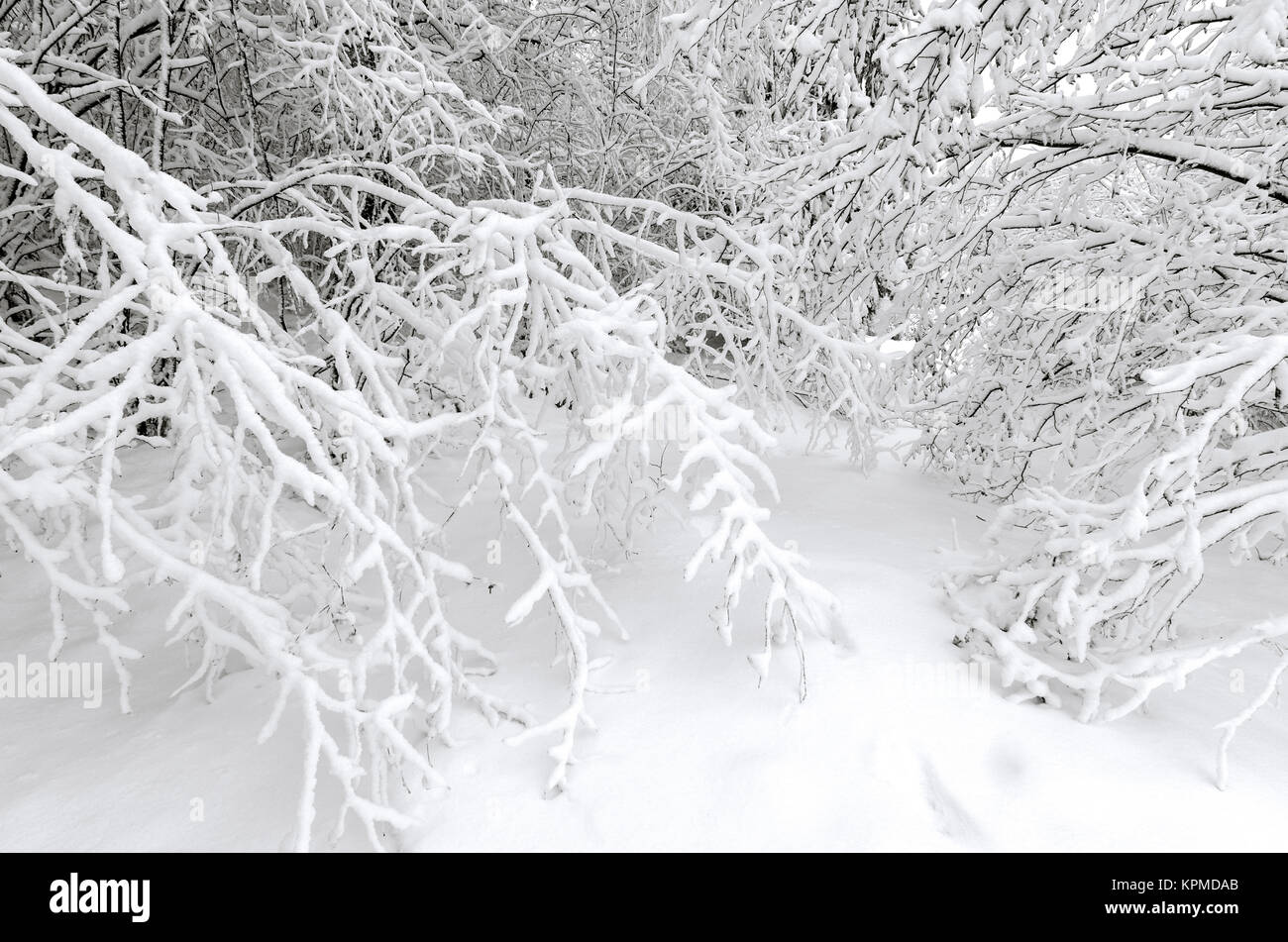 Winter with snow on trees after storm Stock Photo - Alamy