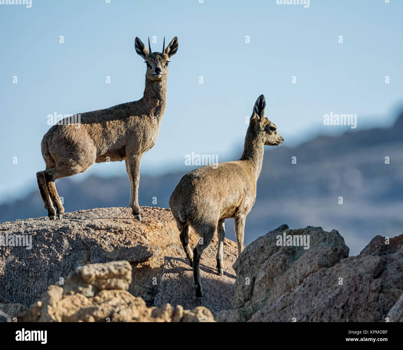 Klipspringer antelope buck hi-res stock photography and images - Alamy