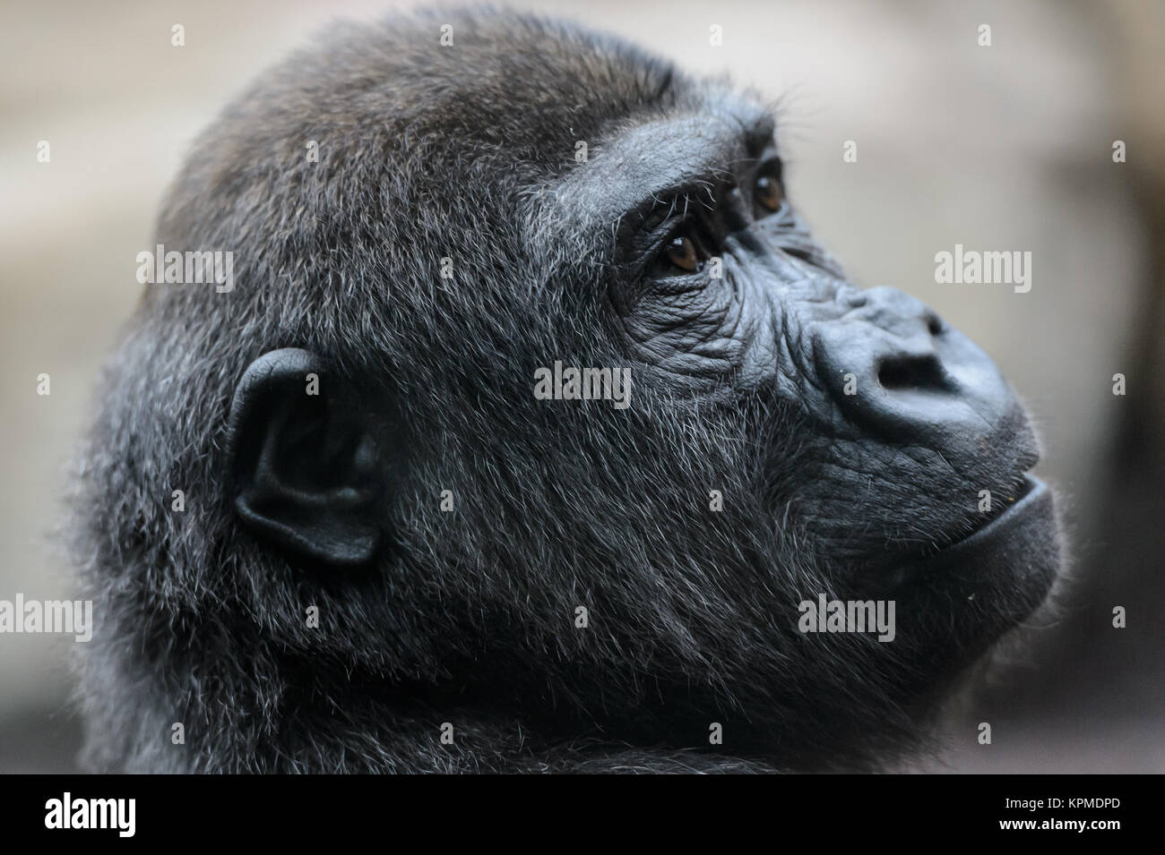 Monkey nostrils hi-res stock photography and images - Alamy