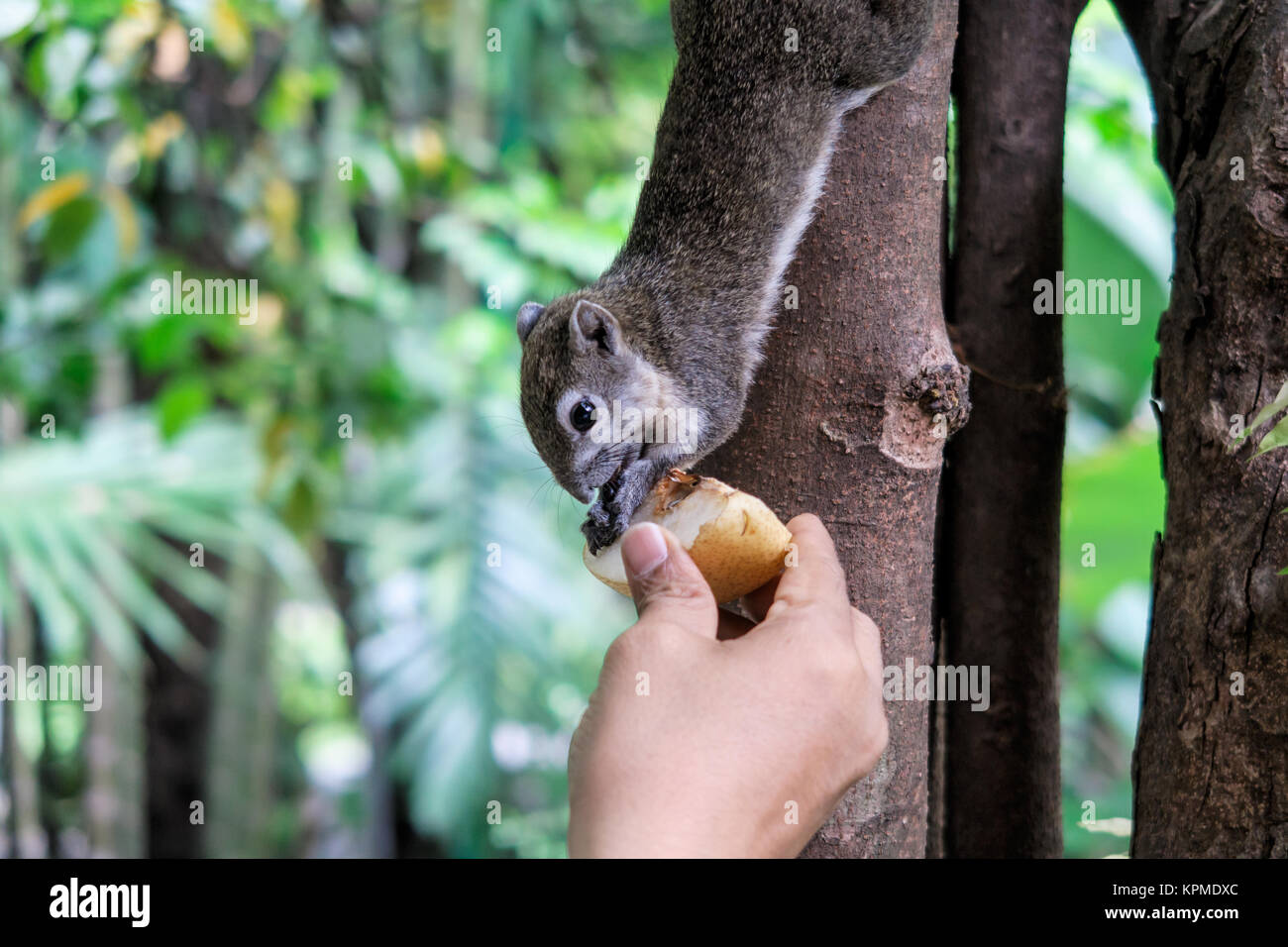 Squirrels eat a fruit on tree Stock Photo - Alamy