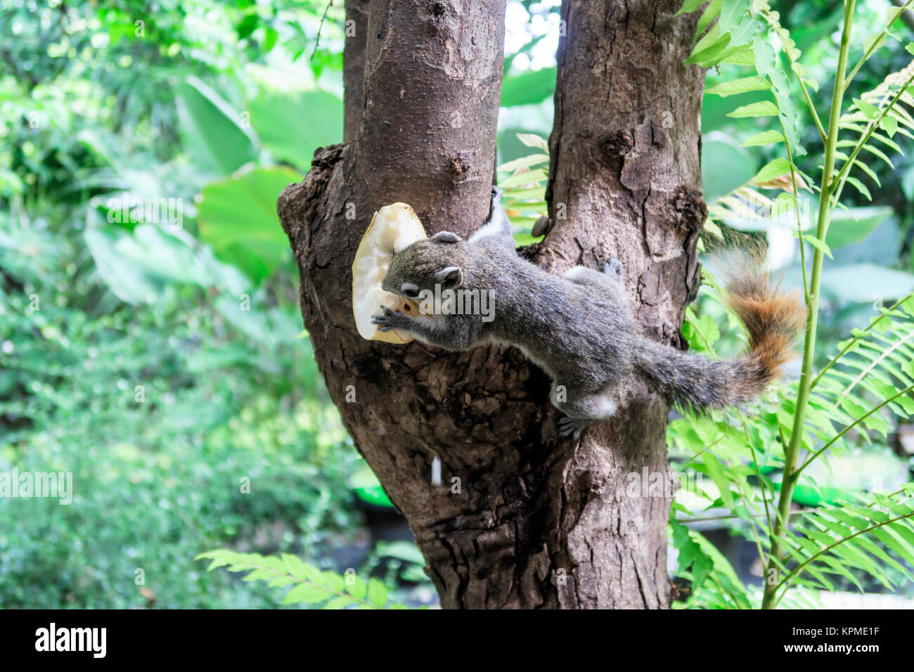 Squirrels eat a fruit on tree Stock Photo - Alamy