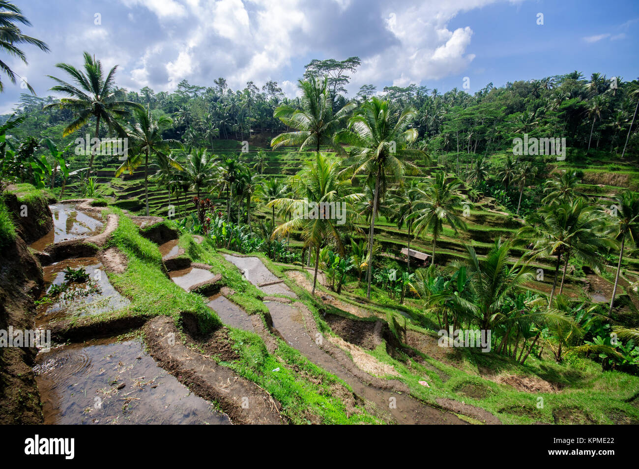 Terrace rice fields on Bali, Indonesia Stock Photo - Alamy