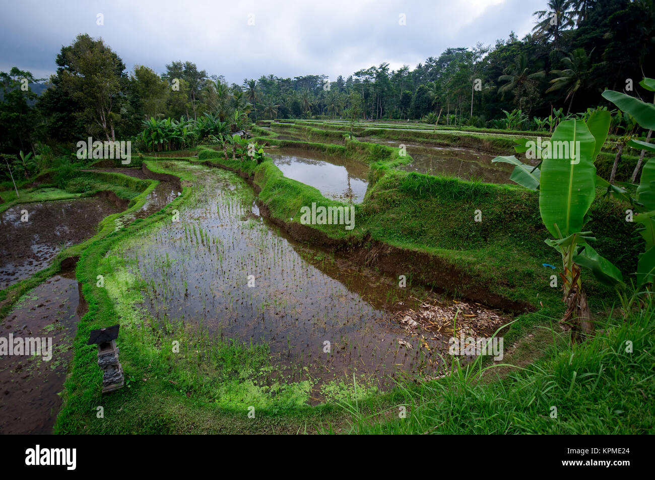 Terrace rice fields on Bali, Indonesia Stock Photo - Alamy