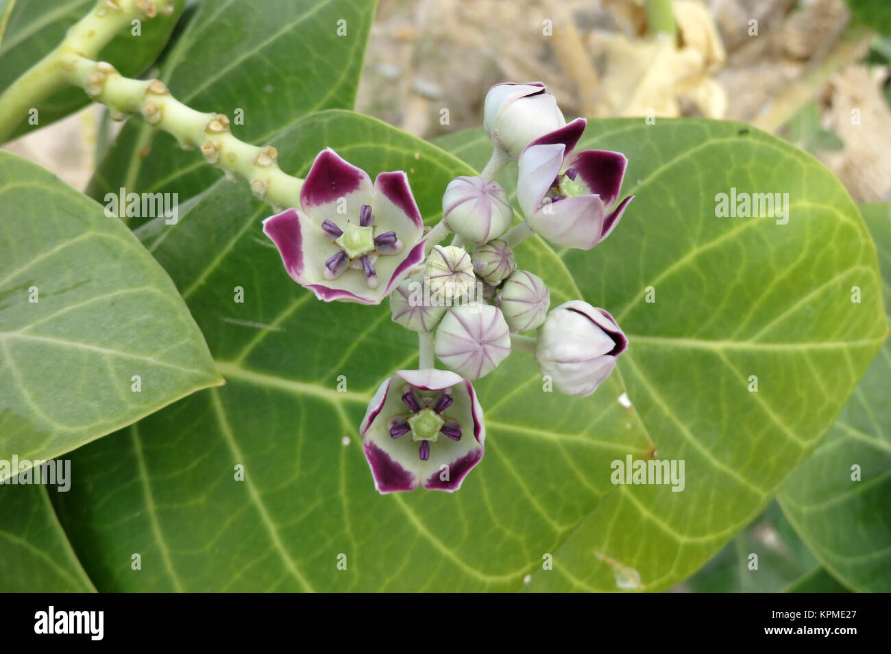 fat leaf tree - calotropis procera Stock Photo - Alamy