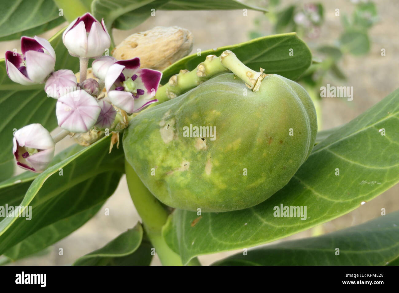 sodom apple - calotropis procera Stock Photo - Alamy
