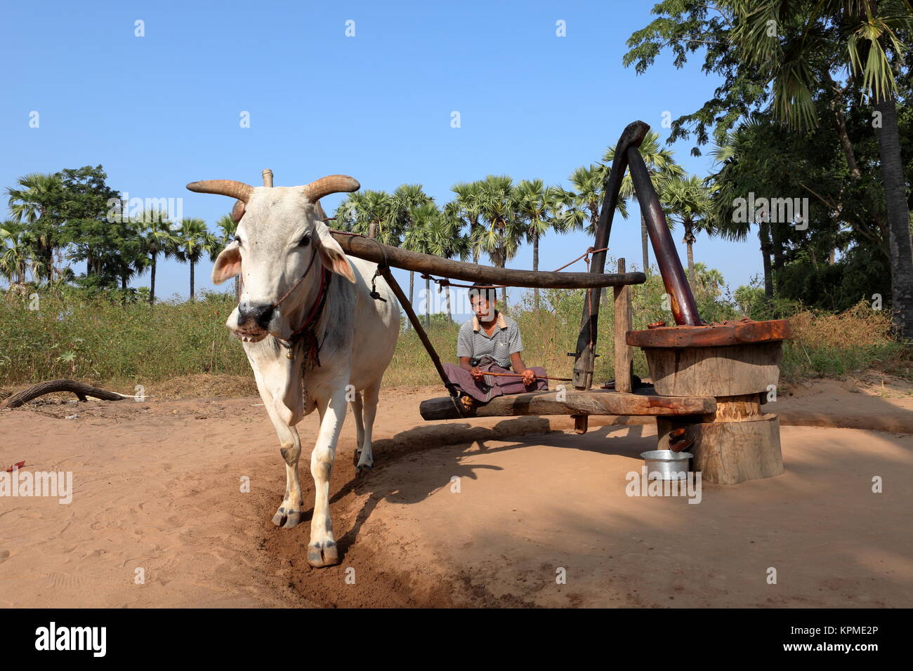 farm animals at work Stock Photo - Alamy