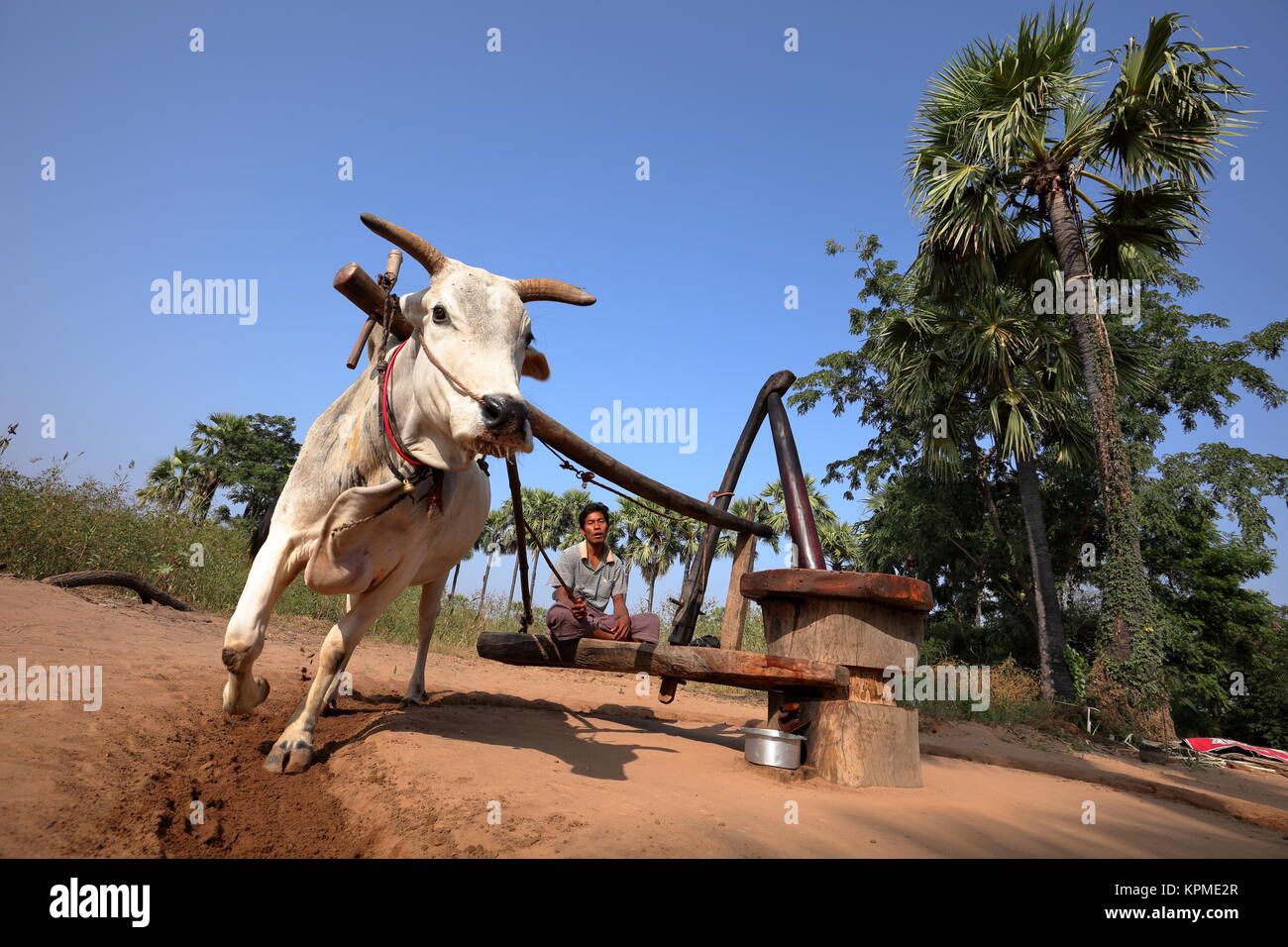 farm animals at work Stock Photo - Alamy