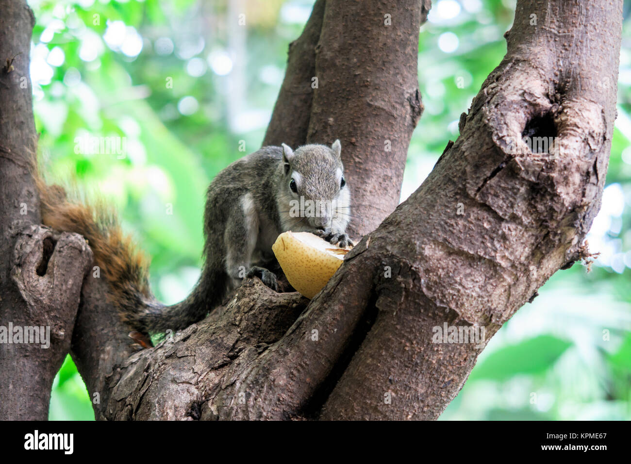 Squirrels eat a fruit on tree Stock Photo - Alamy