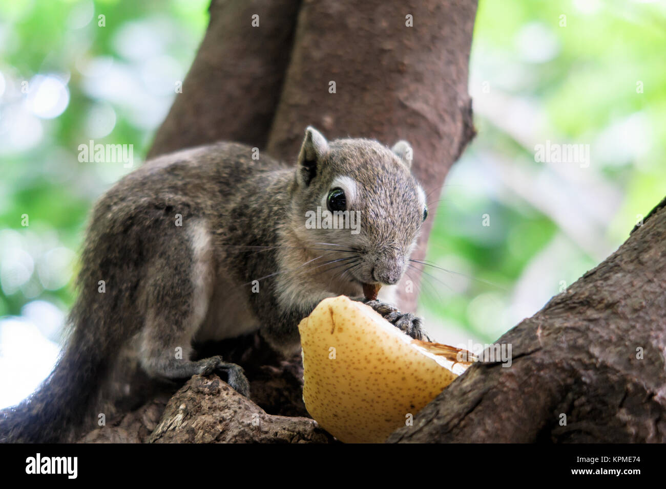 Squirrels eat a fruit on tree Stock Photo - Alamy