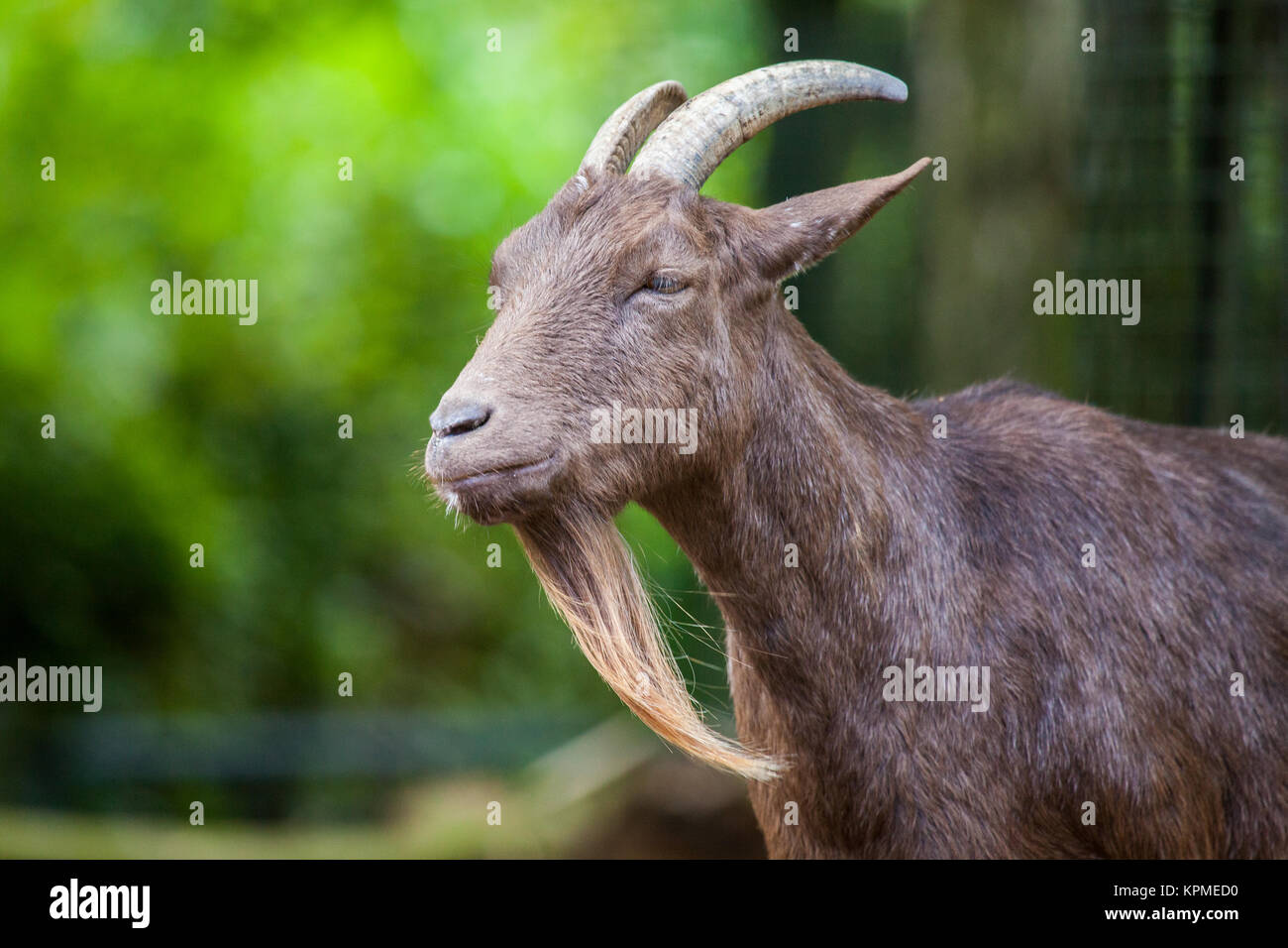 Male goat head hi-res stock photography and images - Alamy