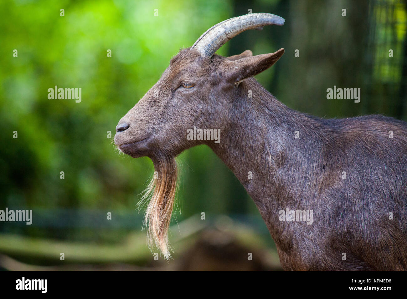 portrait of a german male goat with a long beard Stock Photo - Alamy