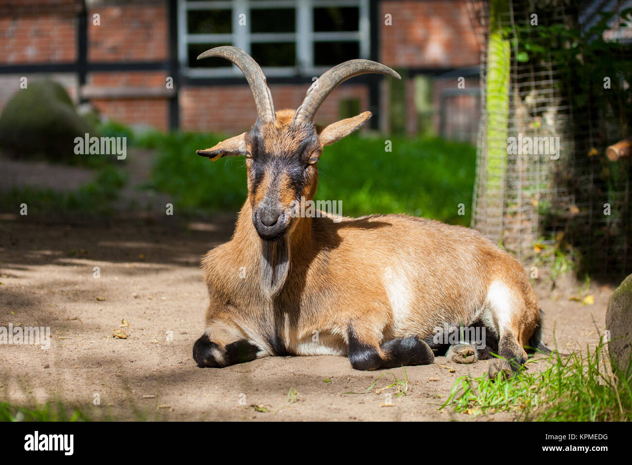 portrait of a german male goat with a long beard Stock Photo - Alamy