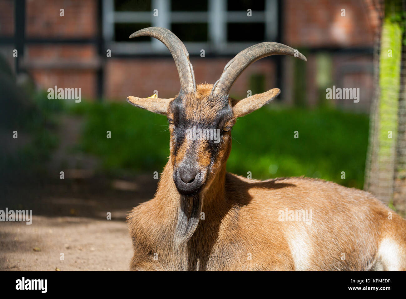 portrait of a german male goat with a long beard Stock Photo - Alamy