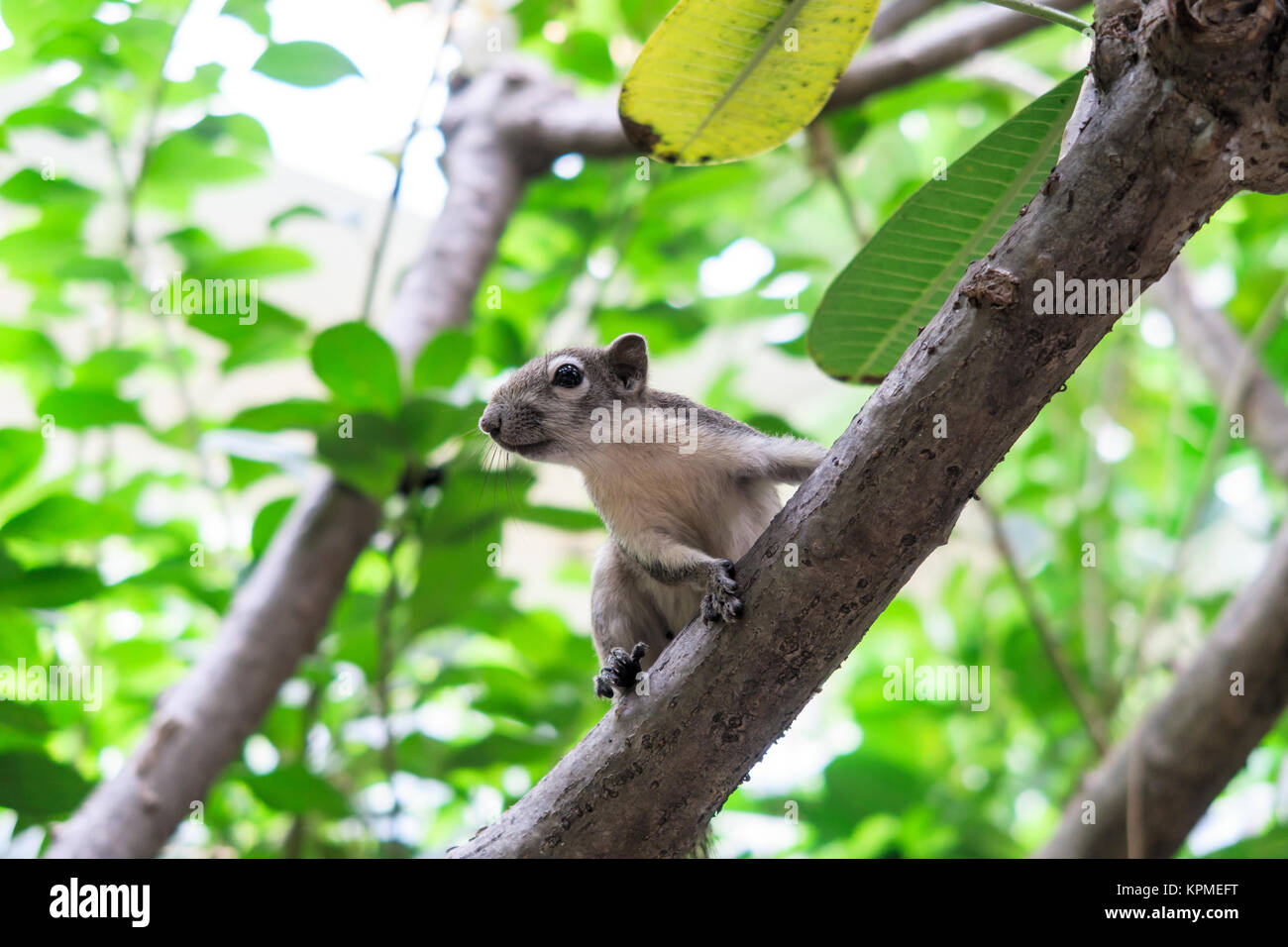 Squirrels eat a fruit on tree Stock Photo - Alamy