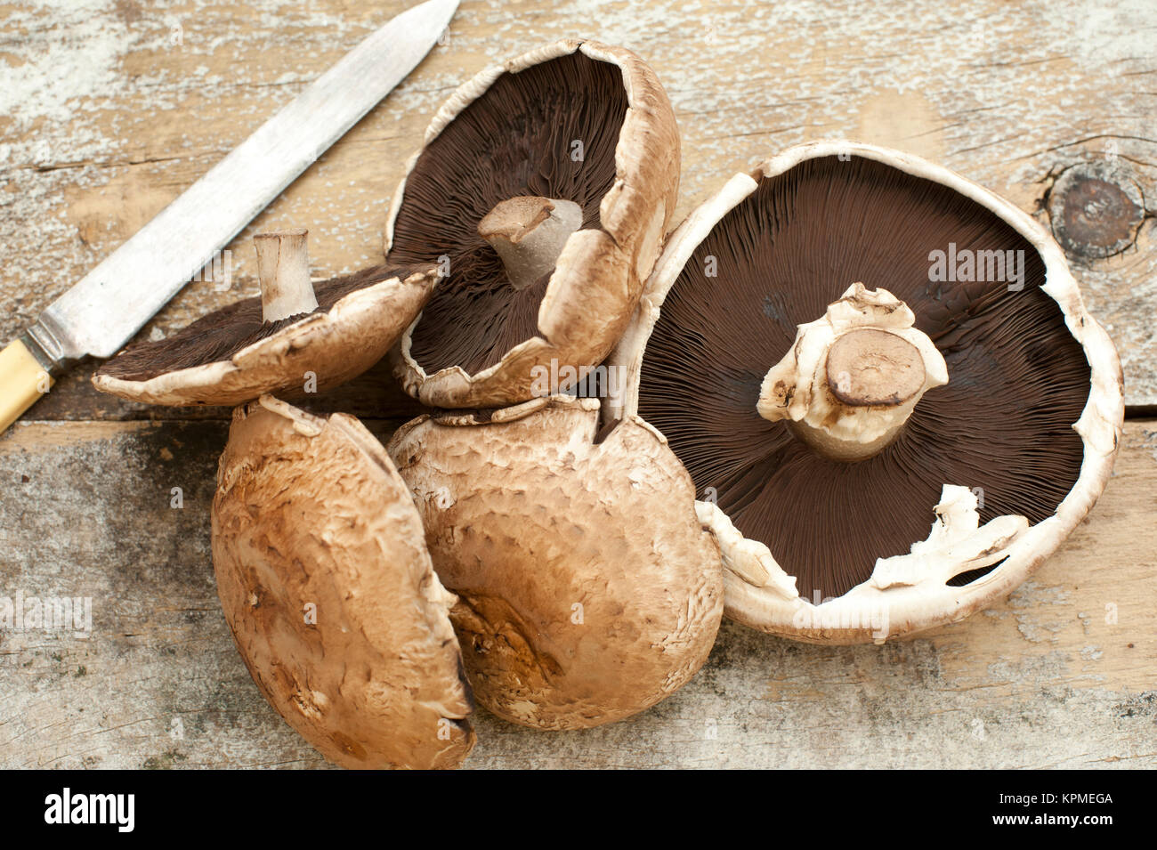 Five large mushroom caps with knife on wood table Stock Photo - Alamy
