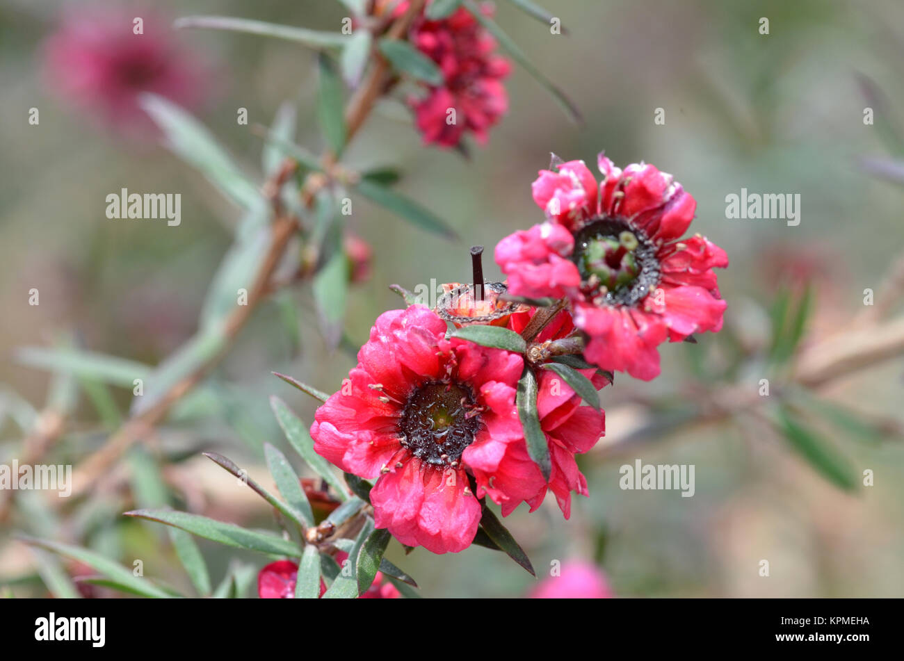 Manuka myrtle's white-pink flower blooming Stock Photo - Alamy