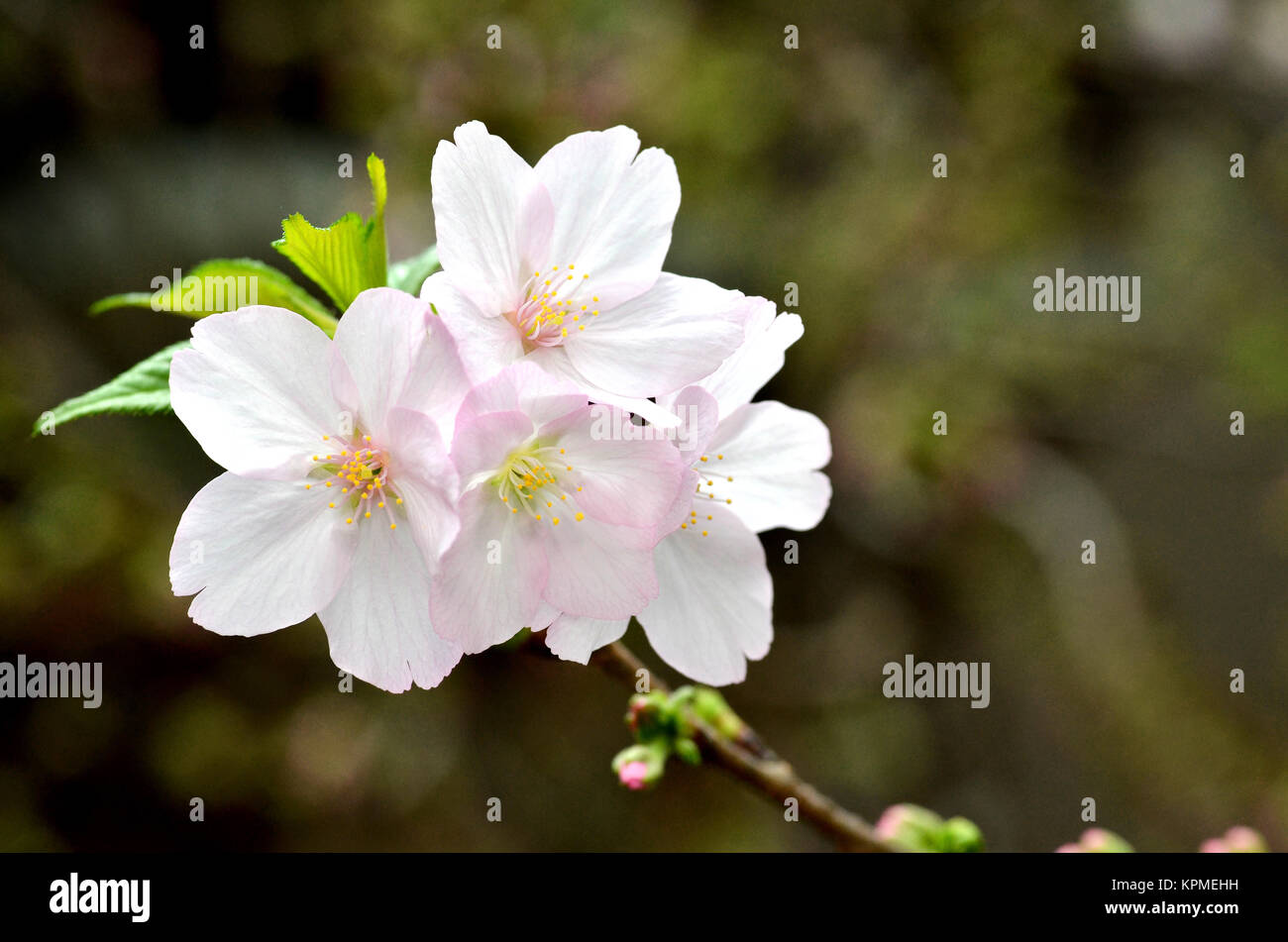Sakura, the famouse flower of Japan Stock Photo - Alamy