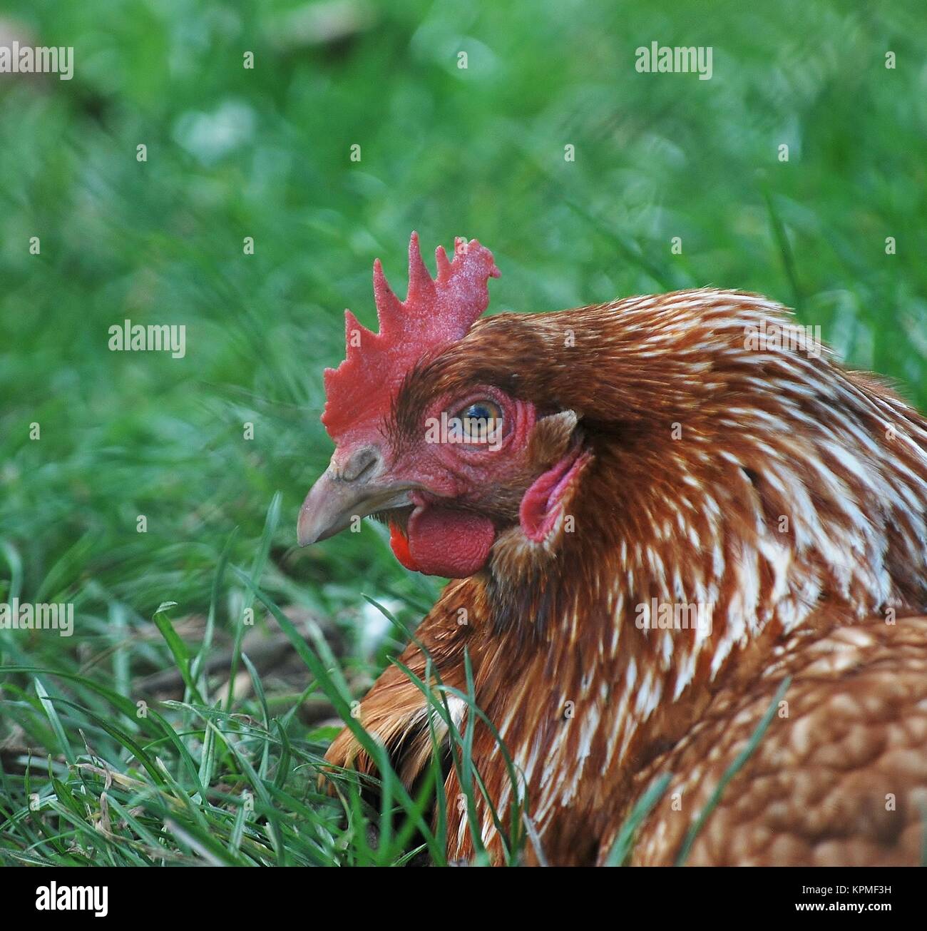 Free lance hi-res stock photography and images - Alamy