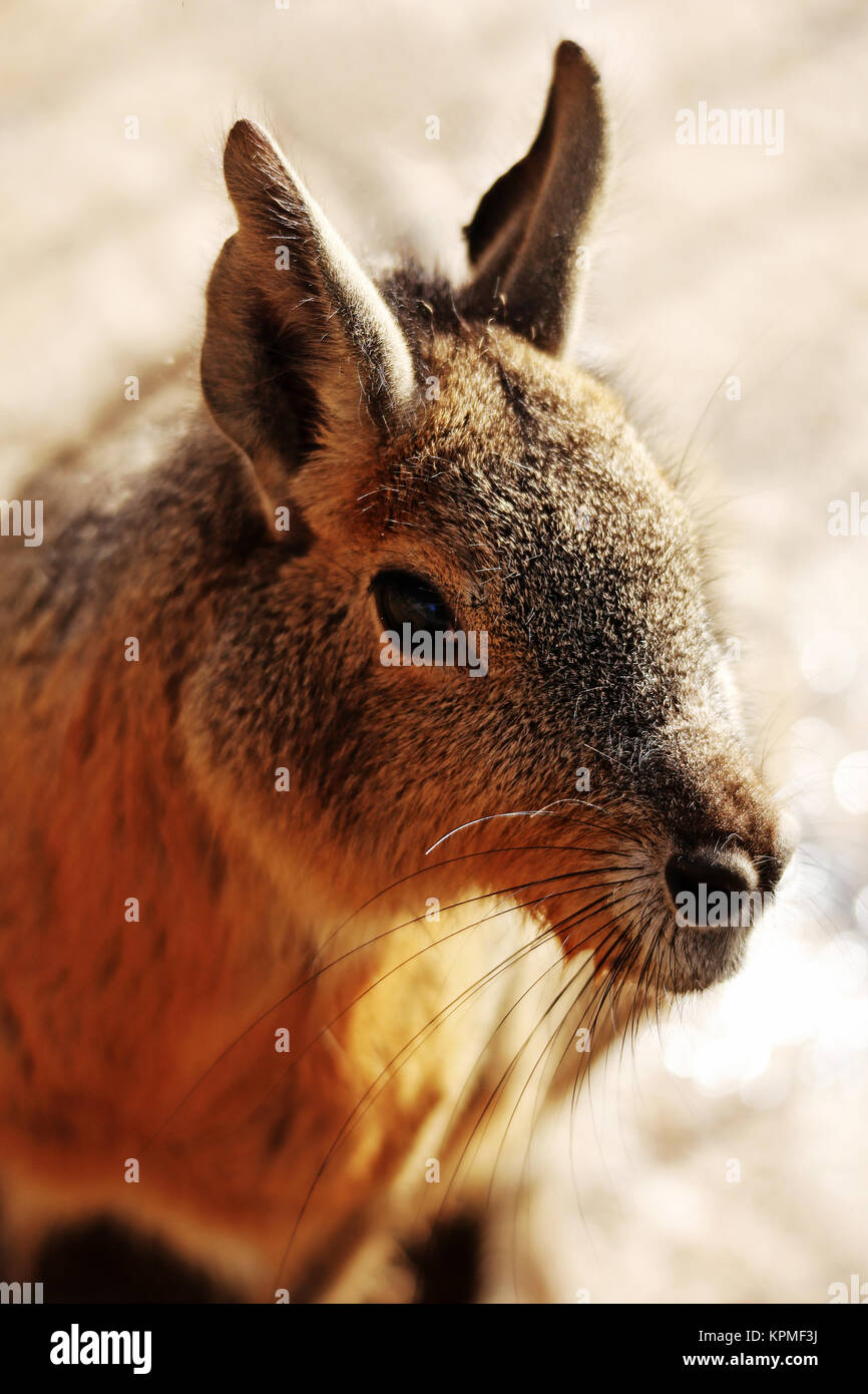 Mammal argentina rodent hi-res stock photography and images - Alamy