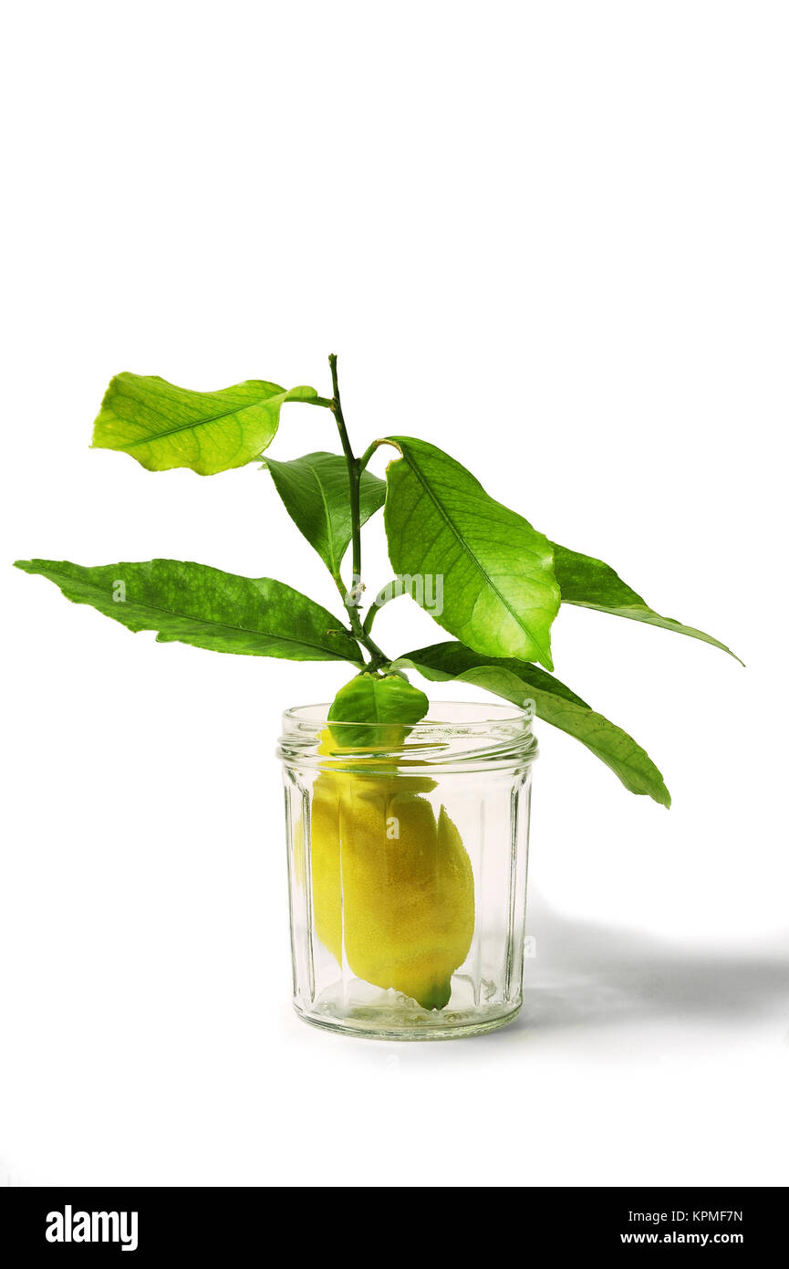 Branch lemon tree lemons Cut Out Stock Images & Pictures - Alamy