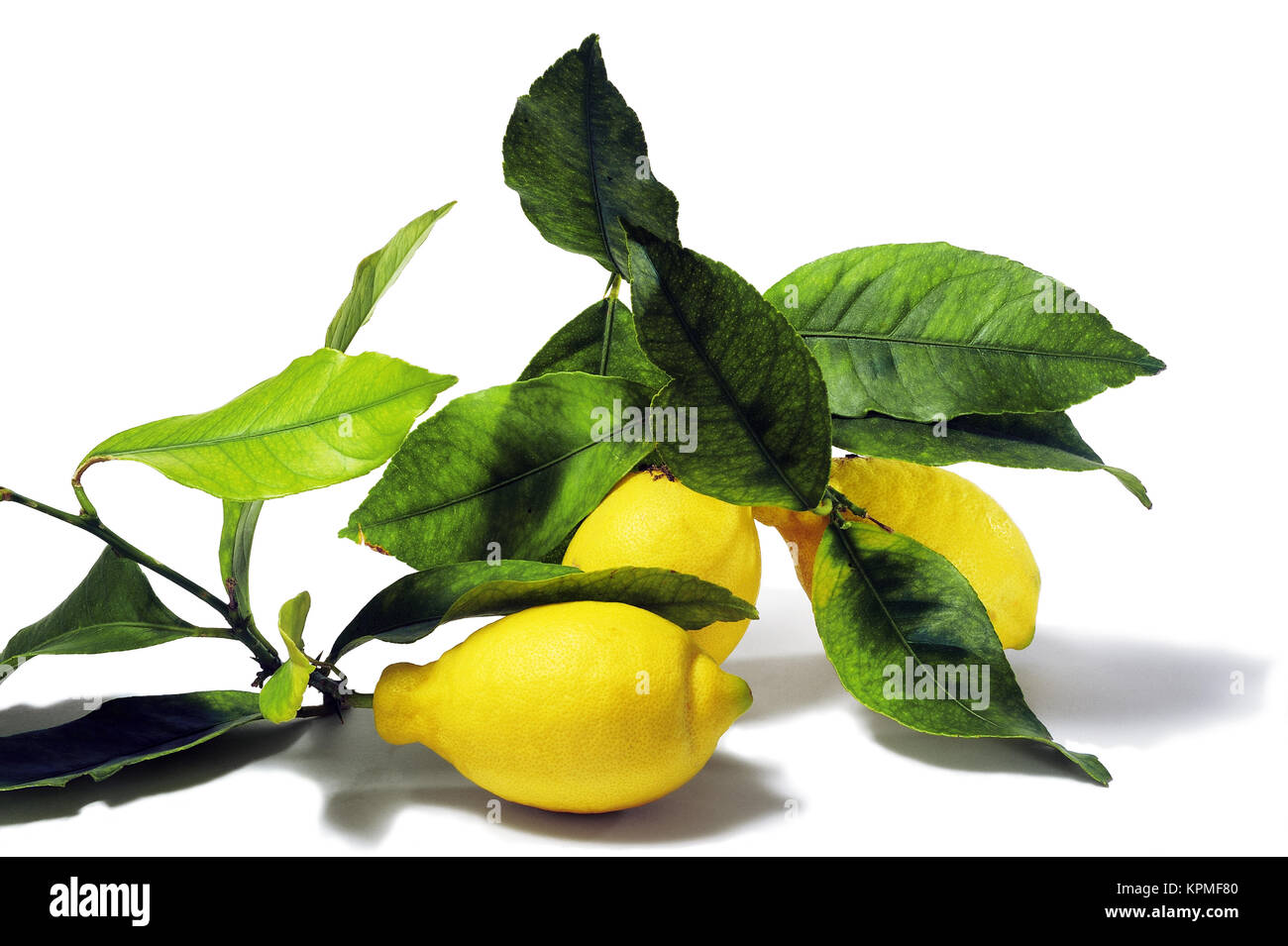 lemons with leaves Stock Photo - Alamy