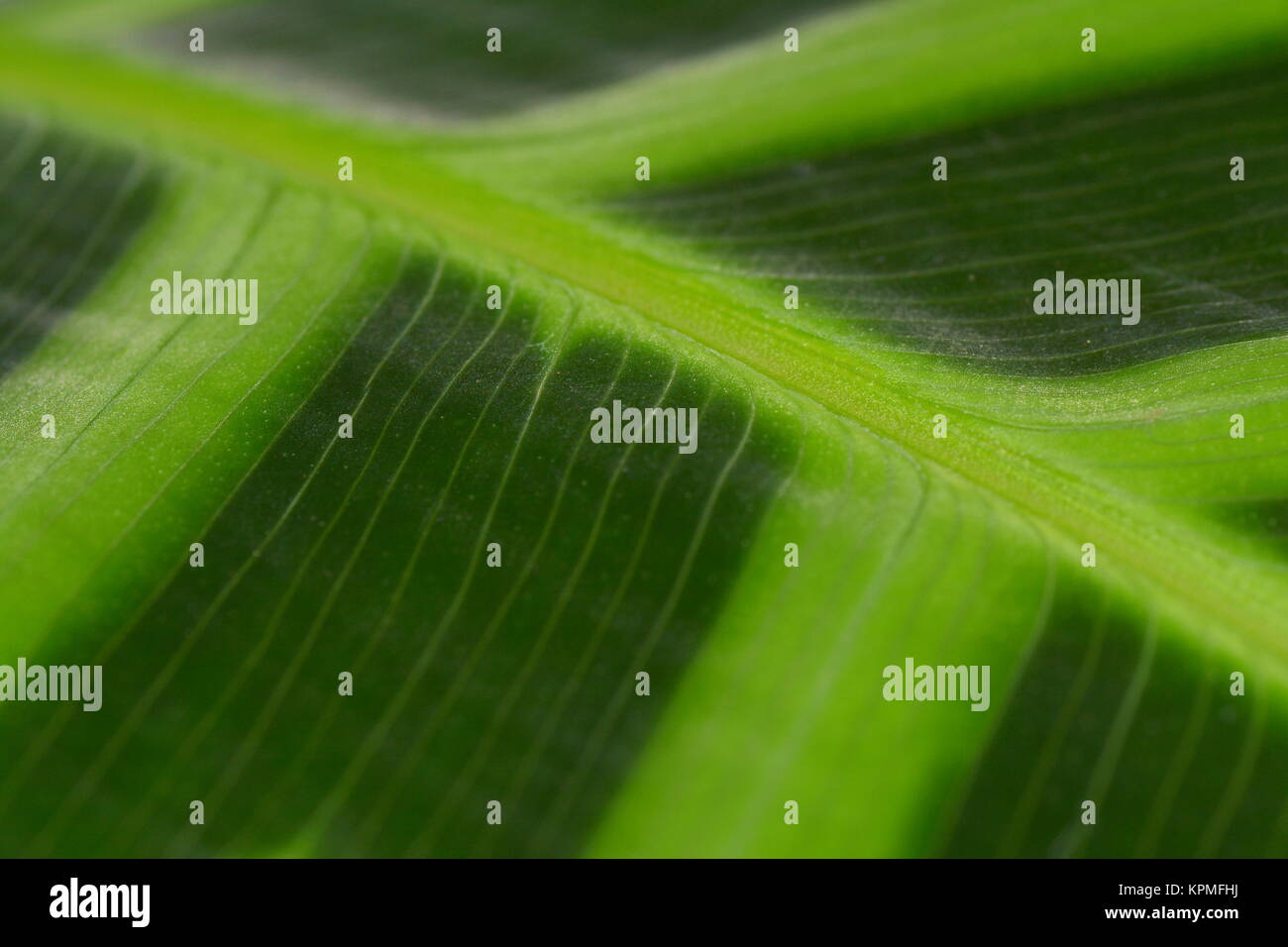 Green ridged leaf hi-res stock photography and images - Alamy