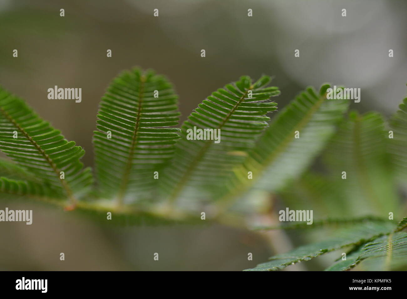Green ridged leaf hi-res stock photography and images - Alamy