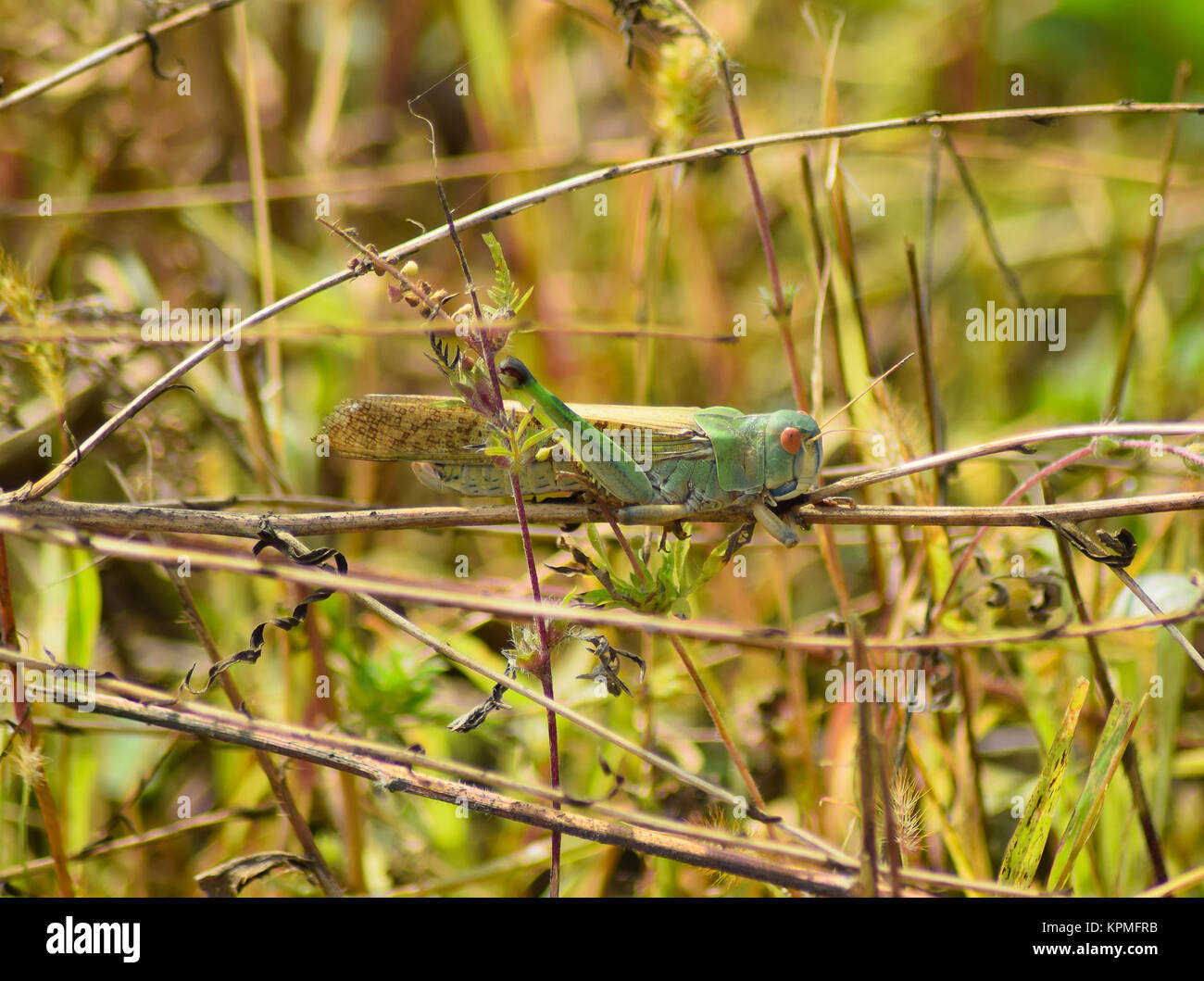 Migratory locust jump hi-res stock photography and images - Alamy