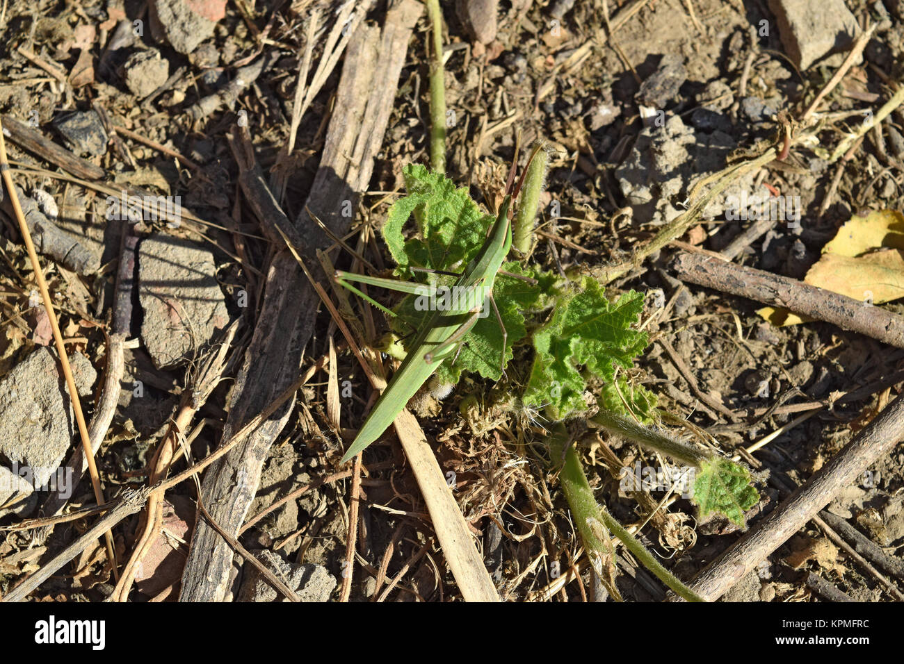 Locusts pests hi-res stock photography and images - Alamy