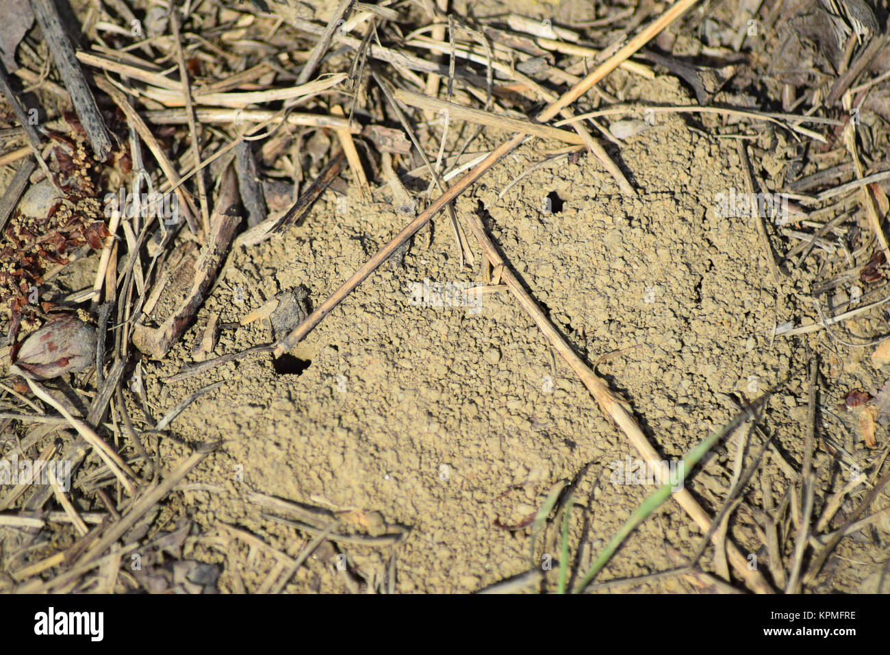Underground insects hi-res stock photography and images - Alamy
