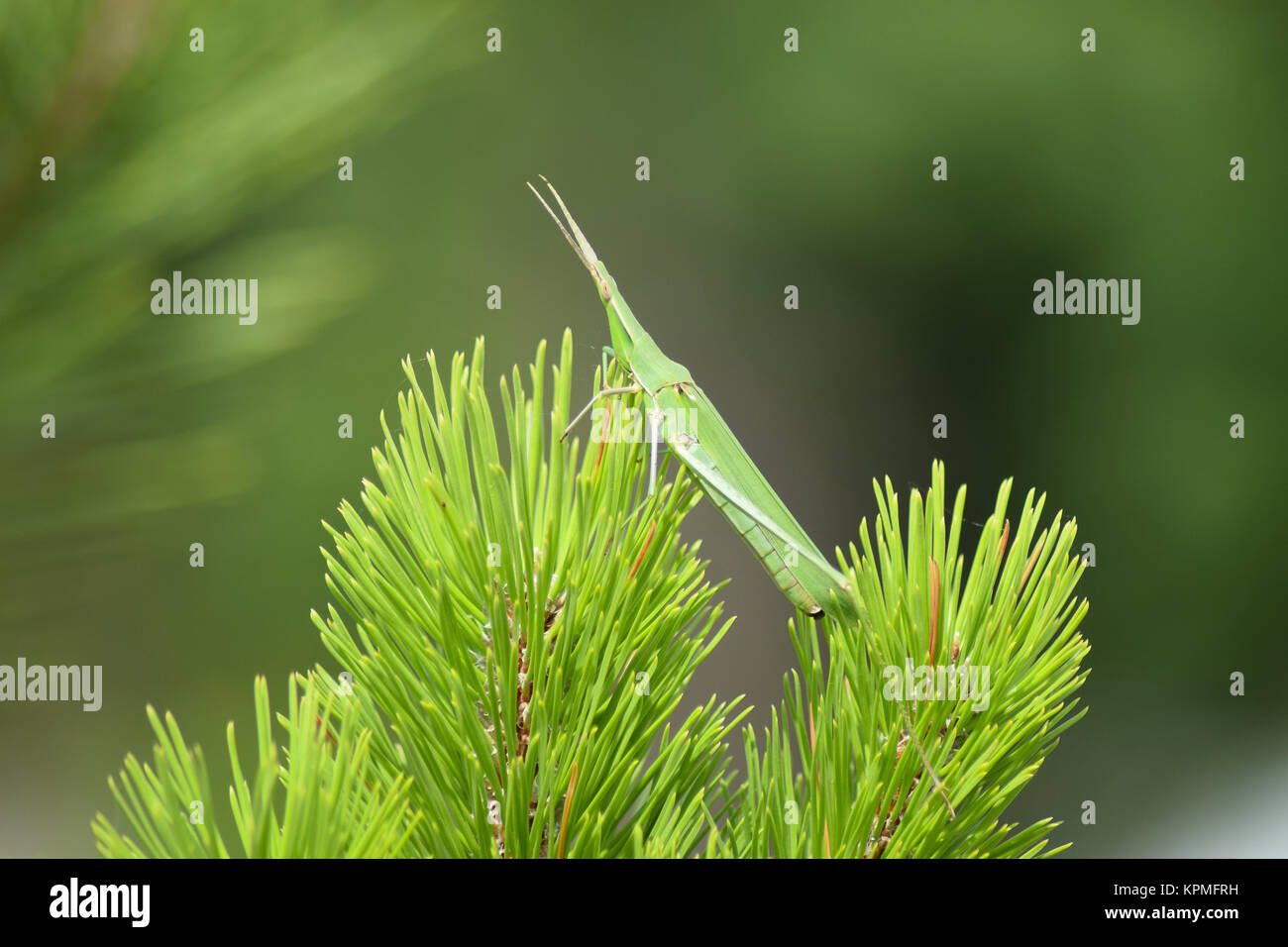 Green locusts, orthoptera insect Stock Photo - Alamy