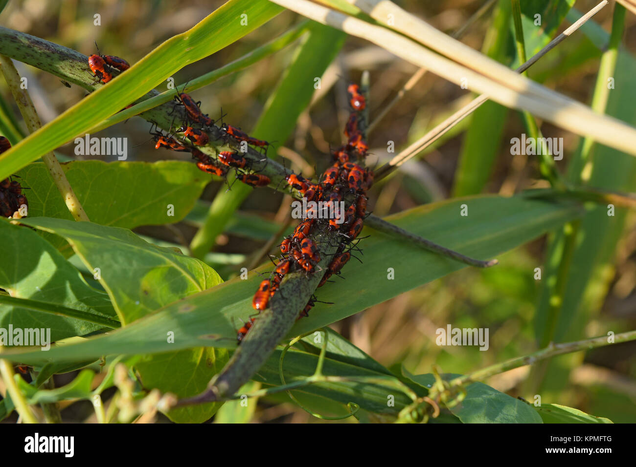 Red bugs in the grass Stock Photo - Alamy