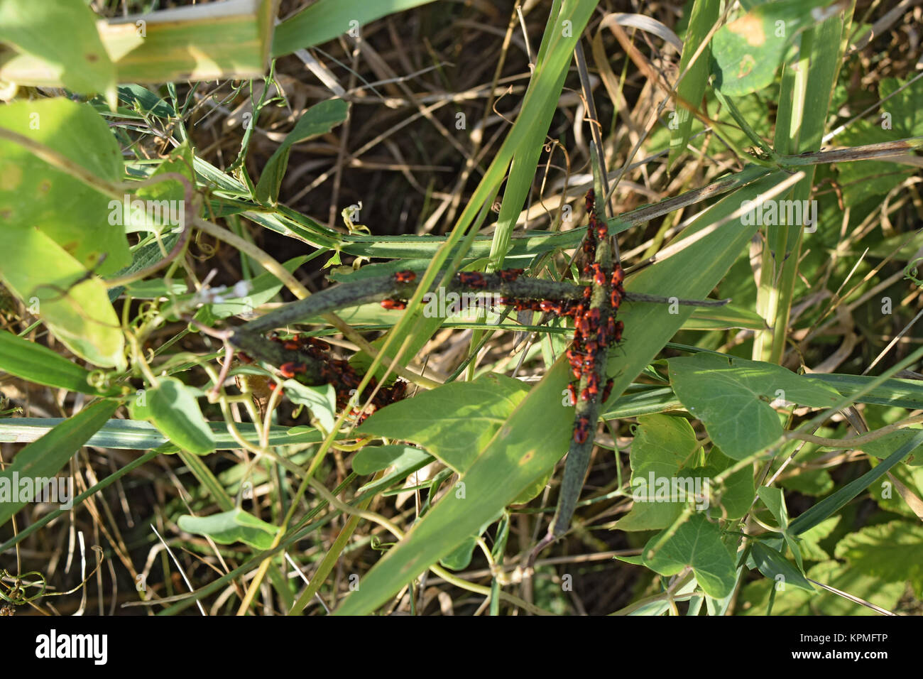 Red bugs in the grass Stock Photo - Alamy