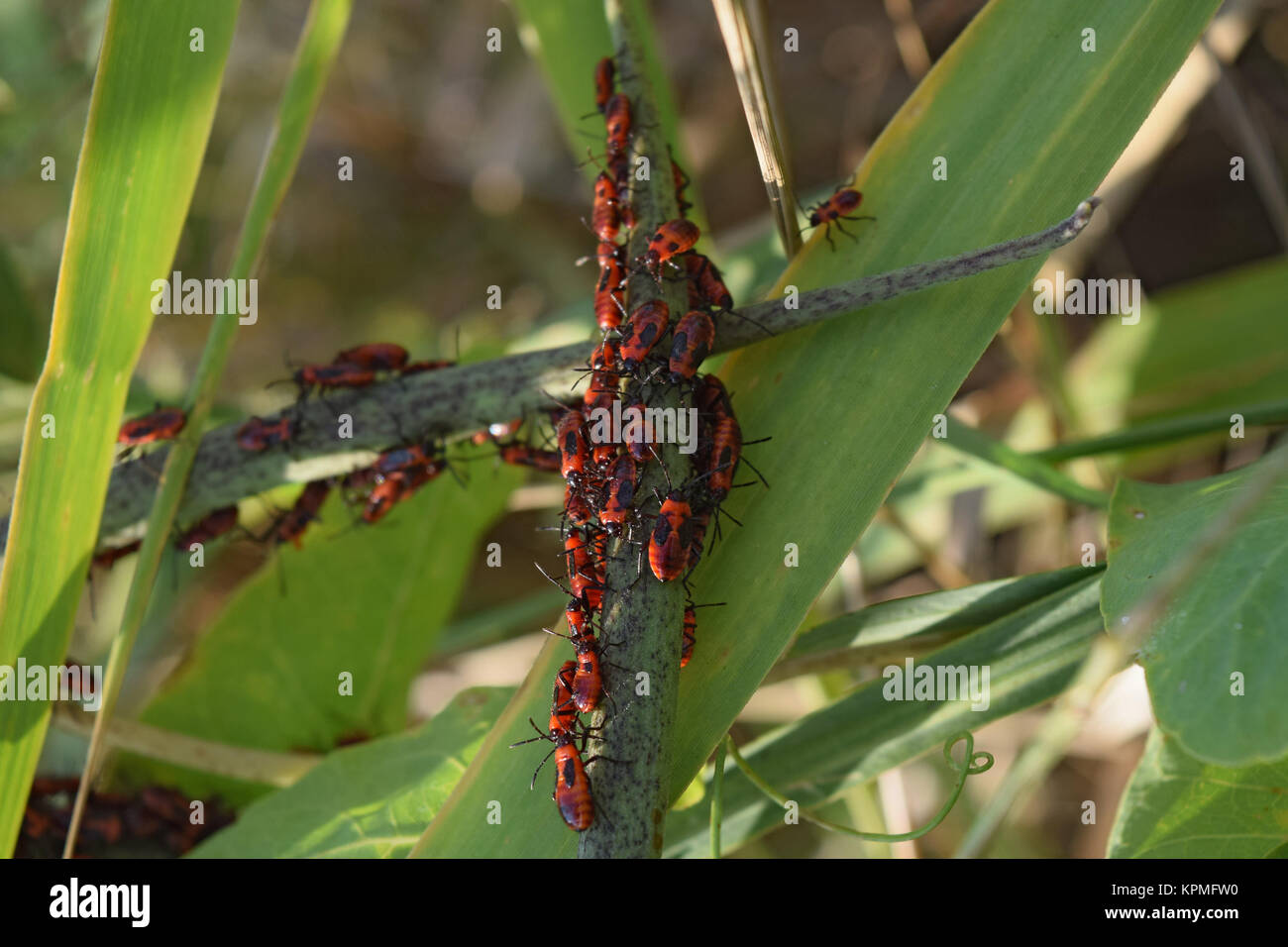 Red bugs in the grass Stock Photo - Alamy
